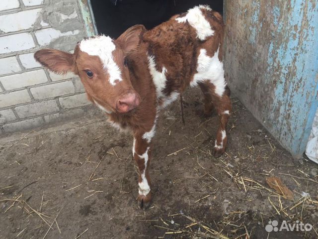 Продаются телята 2шт от высоко дойных коров по 11т