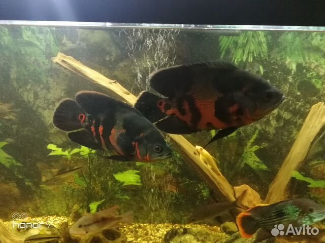 Пара Астронотус тигровый