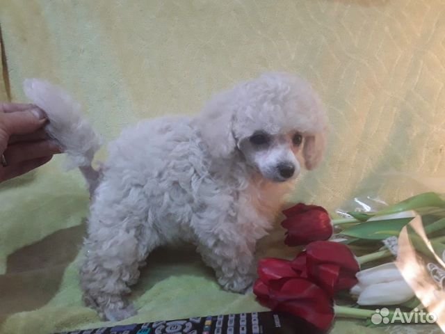 Той пудель девочка красавица