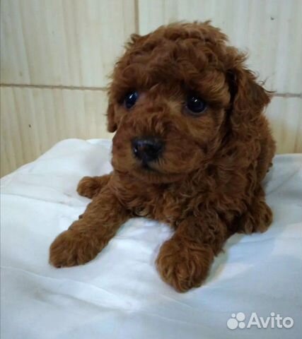 Той-пудельки