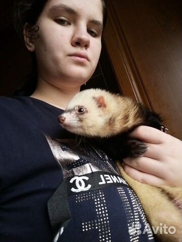 Хорек
