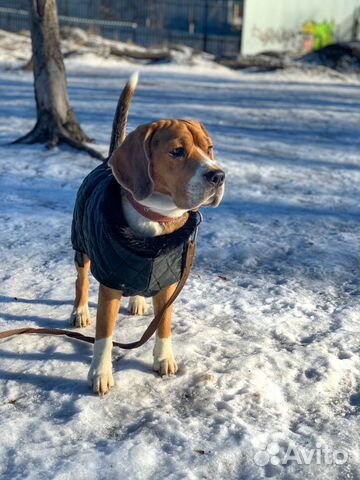 Бигль для вязки (кабель)