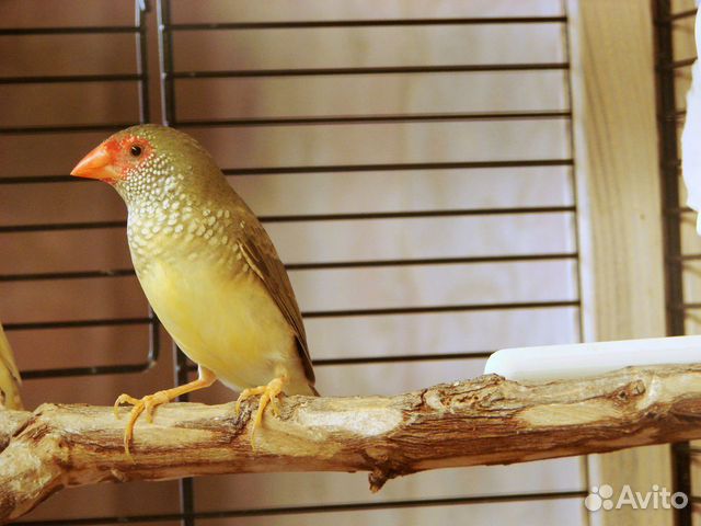 Тростниковый астрильд, Самка