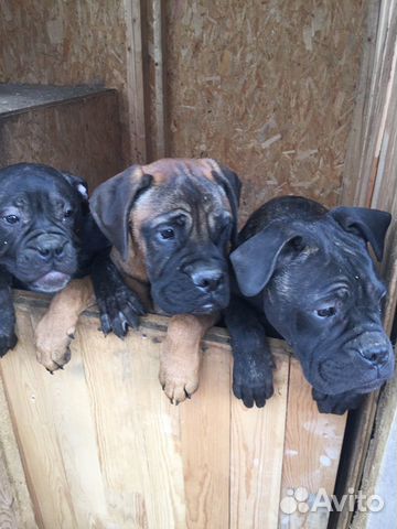 Бульмастиф