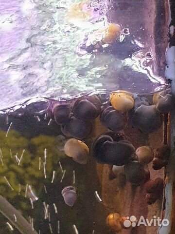 Улитки ампулярии