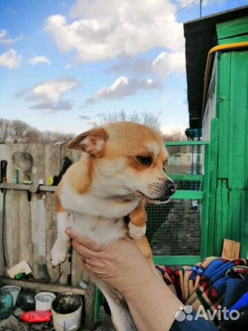 Отдам чиха в добрые руки