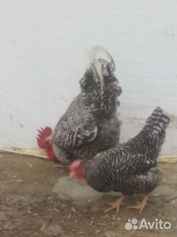 Цыплята плимутрок