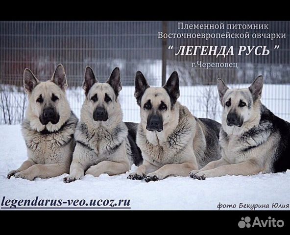 Кобель вео на вязку