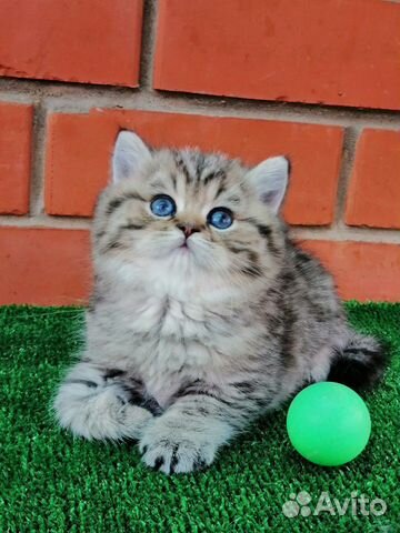 Котик Шикардосик