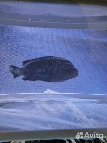 Цихлиды Малави мбуна Metriaclimasp. "msobo"Magunga