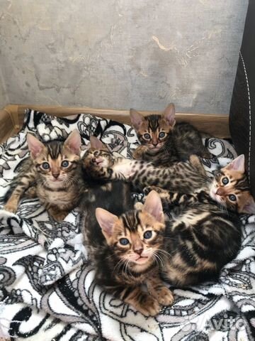 Бенгальские котята