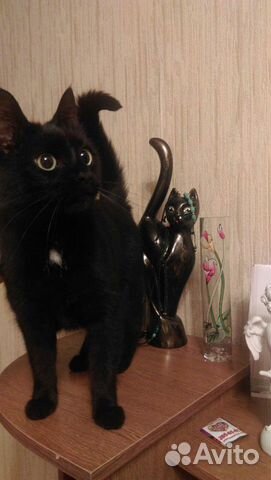 Отдам кошку в хоршие руки
