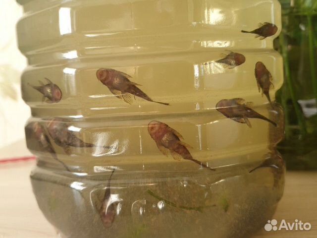 Сом прилепальщик отдам или обменяю на вкусняшку