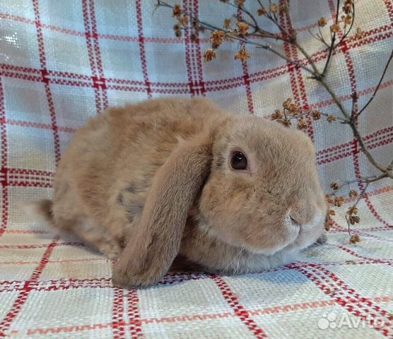 Декоративные карликовые крольчата