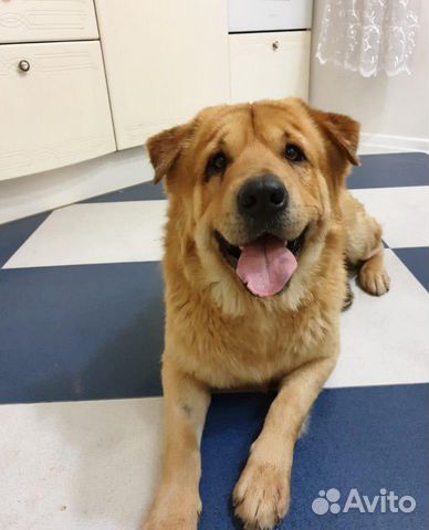 Плюшевый метис чау чау и лабрадора в добрые руки