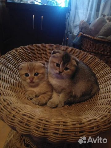 Шотландские котята