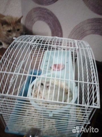 Хомячок в клетке