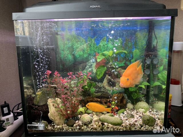 Аквариум с рыбами