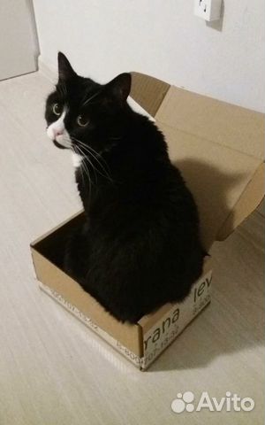 Кошка