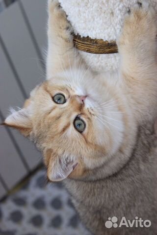 Британский золотой кот