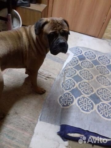 Найдена собака (бульмастиф/бурбуль) Ищем хозина