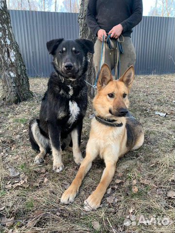 Мартин и Ирса