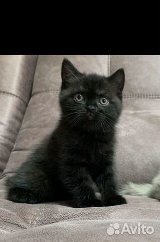 Котенок скотиш страйт