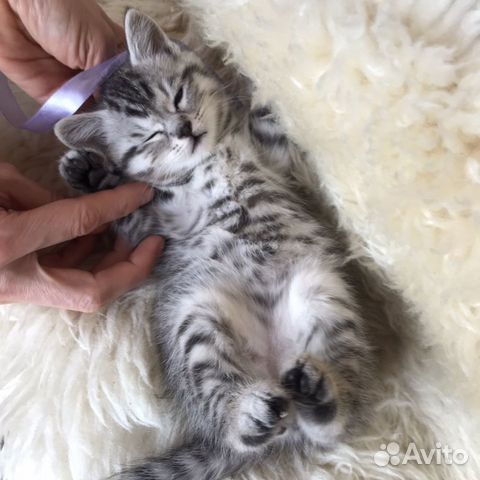 Котёнок британский, очаровательный мальчик мрамор