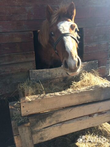 Продам коня 1,5года Жеребец