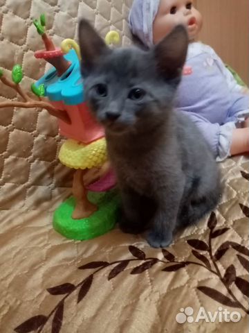 Очаровательный котёнок