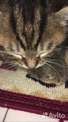 Котята шотландская вислоухая