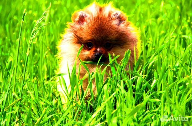 Шпицы Рыжие