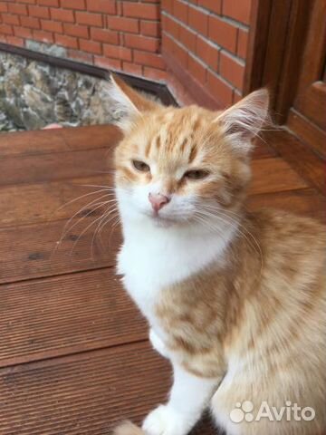 Котята