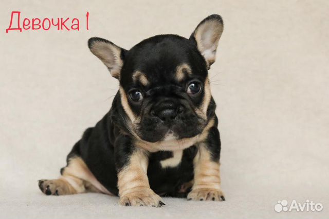 Девочка французского бульдога