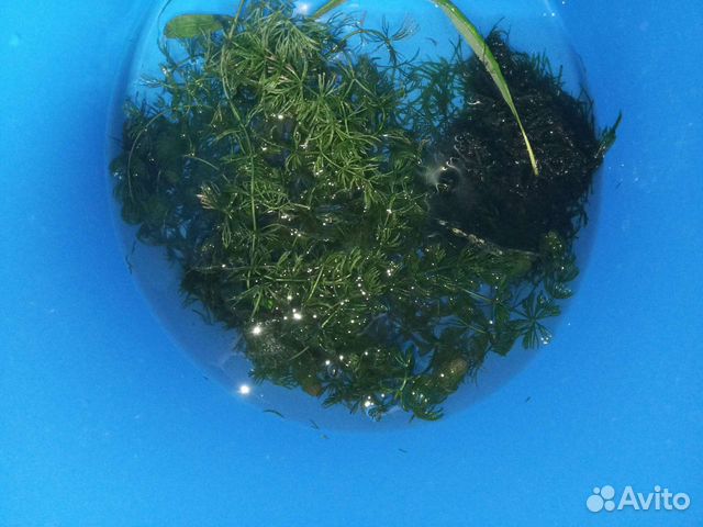 Мох яванский и роголистник