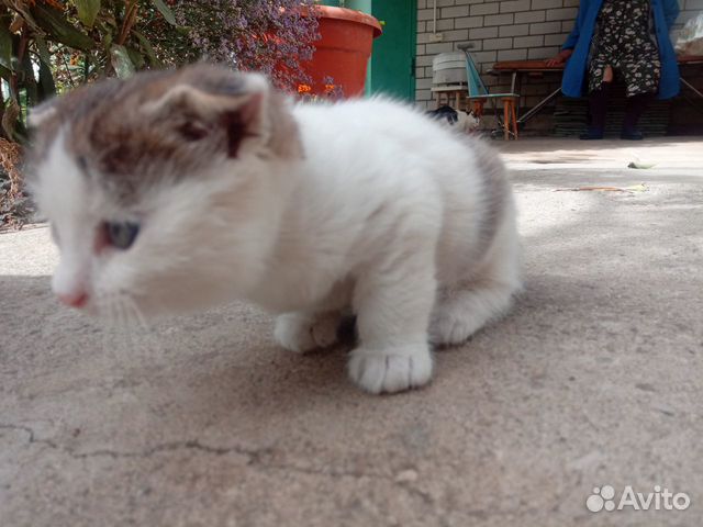 Кот ищет дом