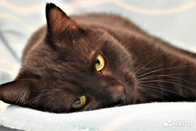 Шикарный кот, похожий на пантеру, в добрые руки