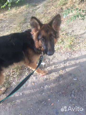 Найдена немецкая овчарка
