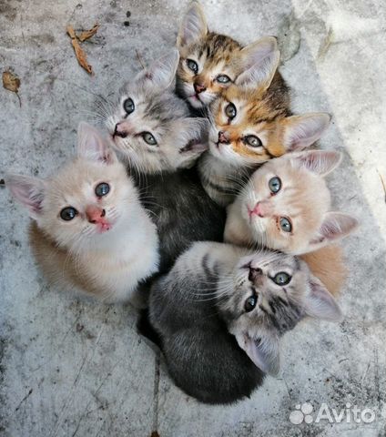 Котята в добрые руки