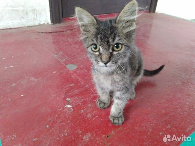 Отдам симпатичного котенка в добрые руки