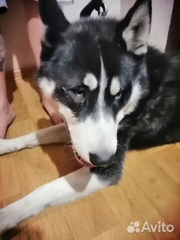 Сибирский хаски
