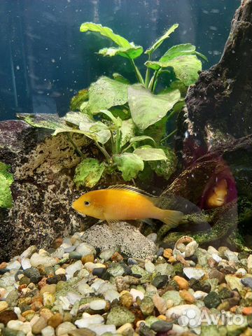 Лабидохромис еллоу