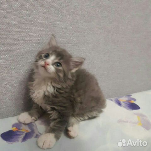 Девочка 2 месяца