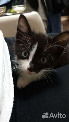 Котёнок