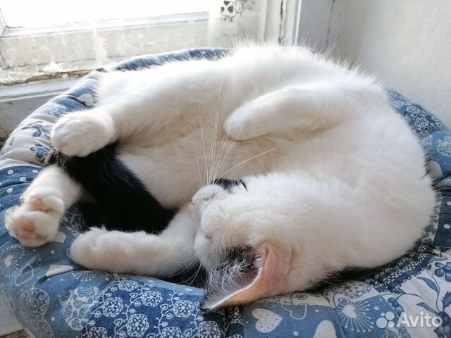 Кот Панда ищет дом