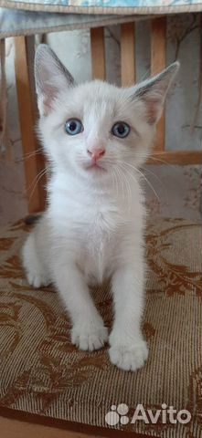 Блондин с голубыми глазами