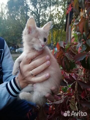 "Особенные" котята, 2,5-3 месяца