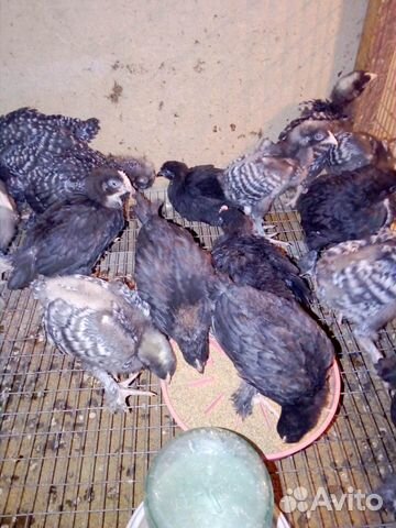 Брама, орпингтон, ушанка