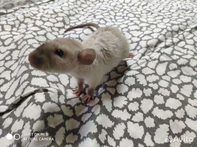 Крыса, крысенок дамбо, миккимаусы