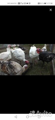 Инкубационное яйцо